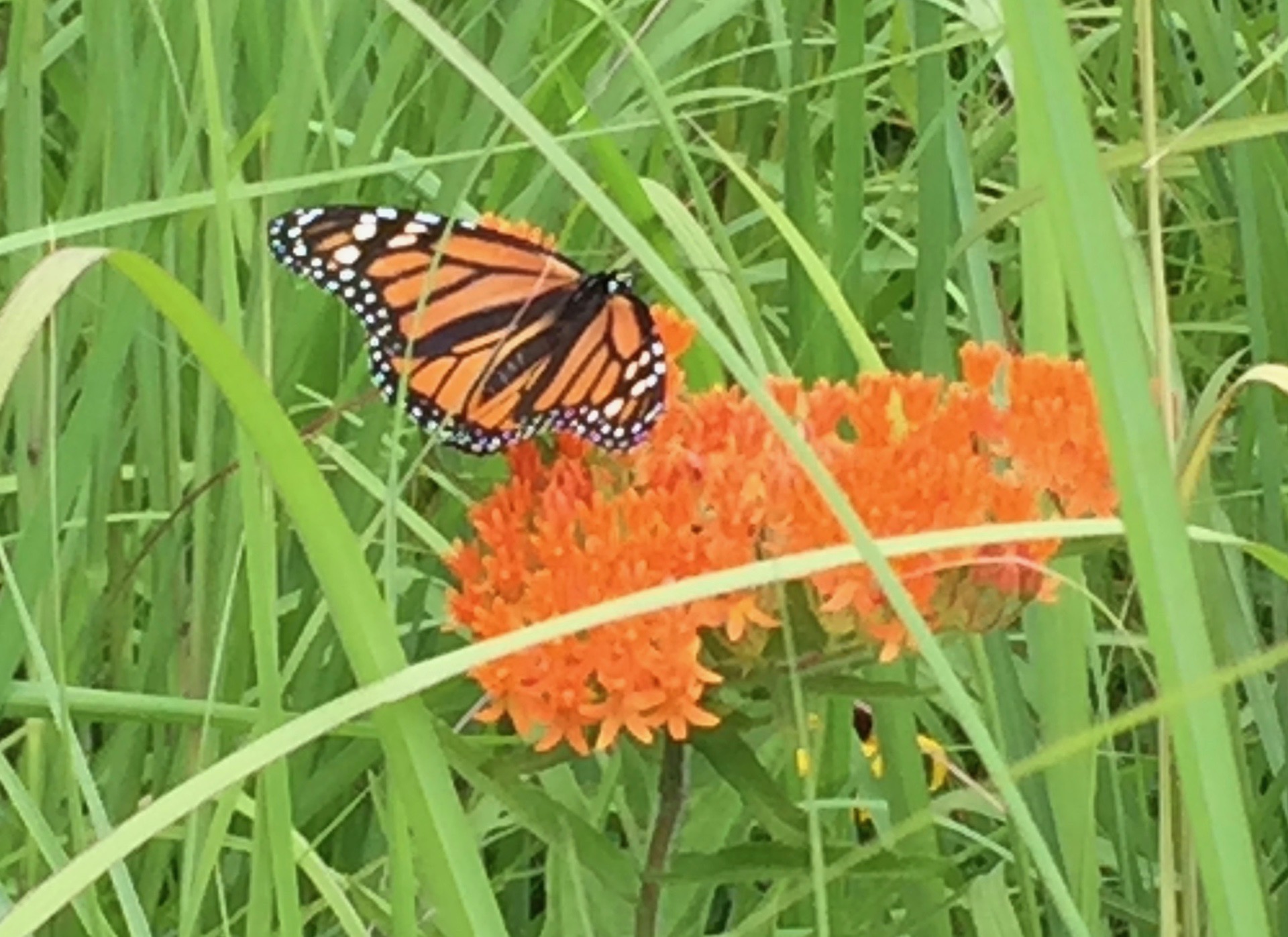 Bountiful Monarchs - A very good year in the prairie - Carol ...